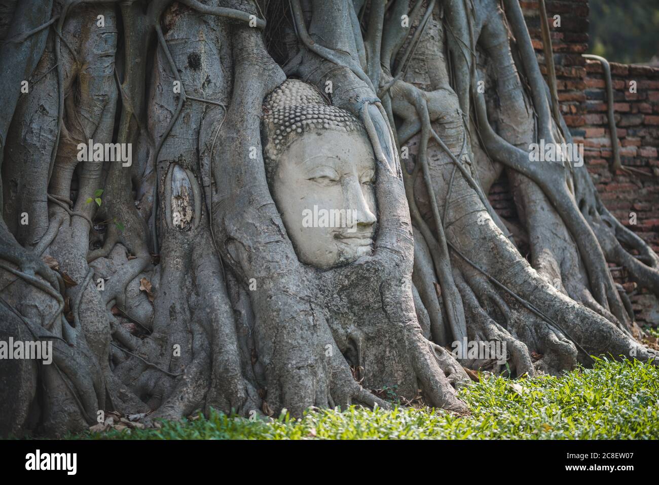 Pipal tree hi-res stock photography and images - Alamy