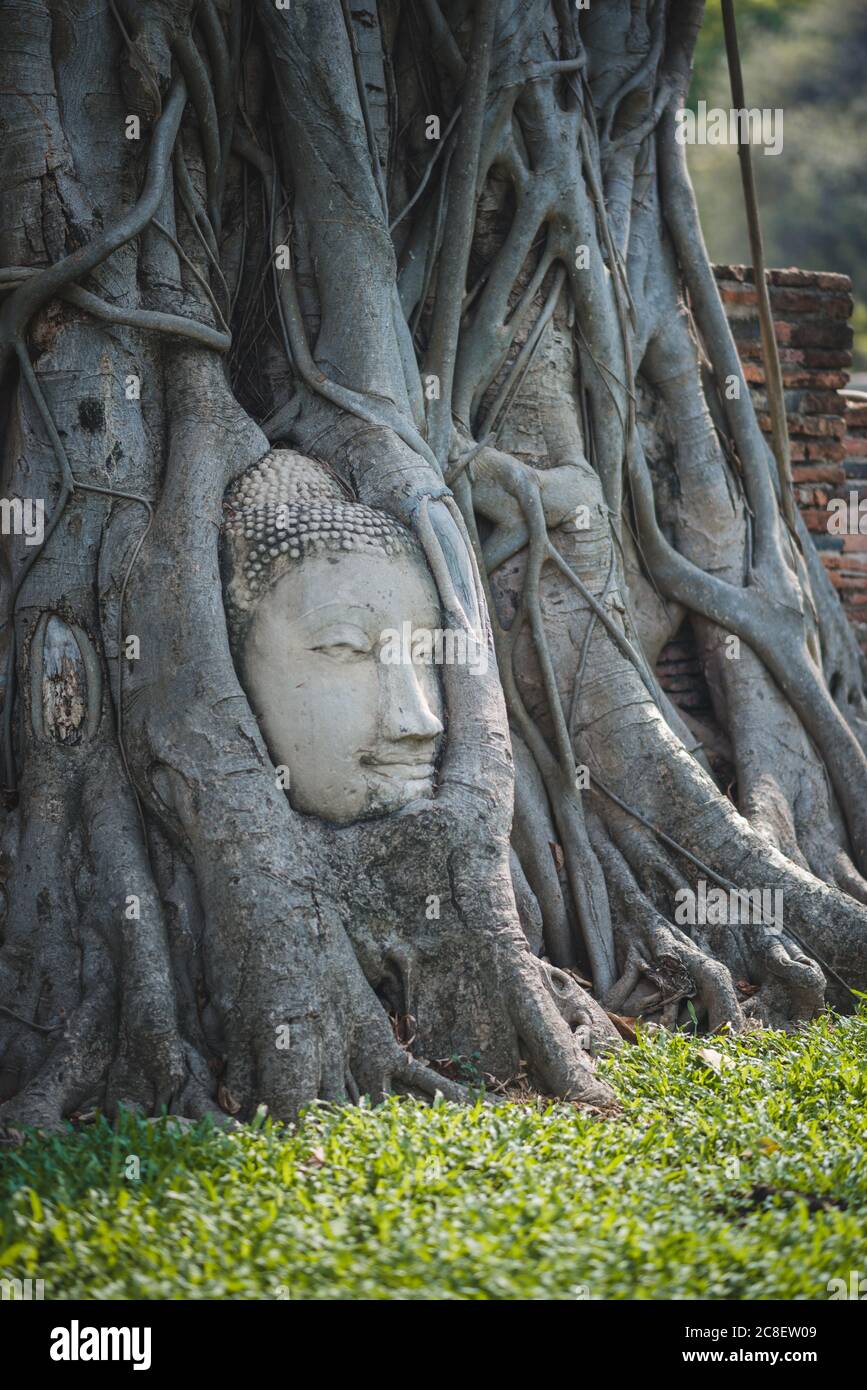 Pipal tree hi-res stock photography and images - Alamy