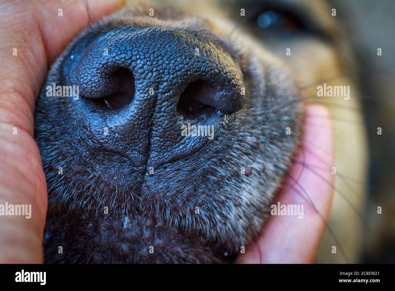 Muzzle of a large evil guard dog with large teeth close-up. The open ...