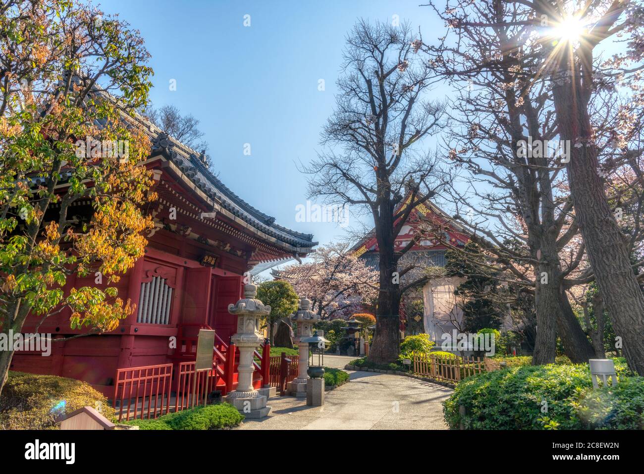 The scenery of sakura blooming and colorful foliage inside Sensoji or ...