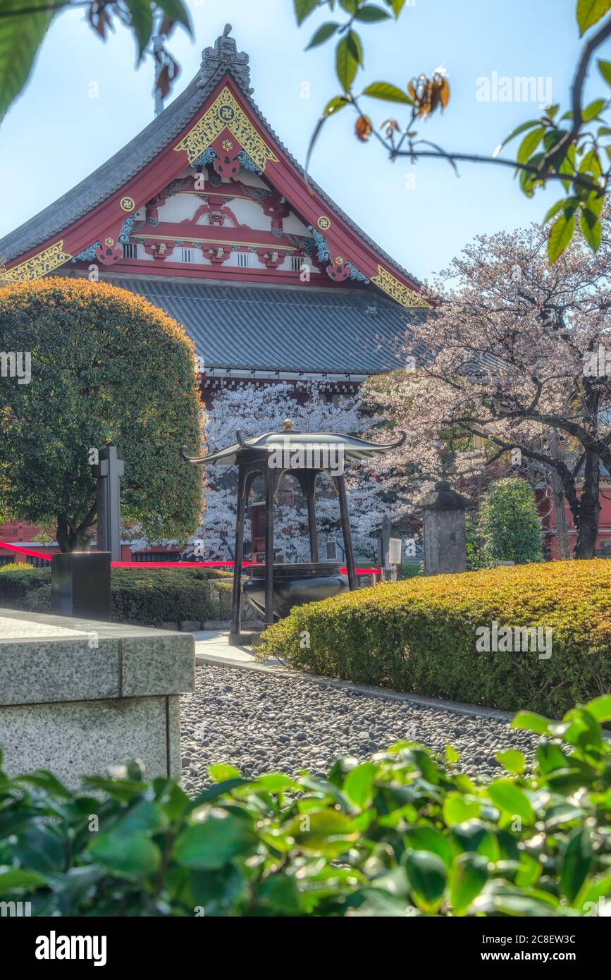 The scenery of sakura blooming and colorful foliage inside Sensoji or ...