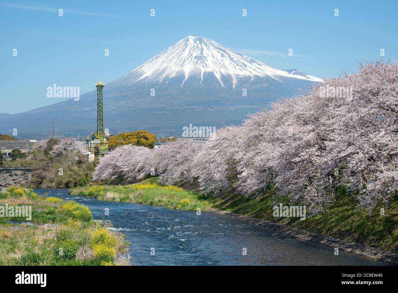 The scenery of the Urui river in springtime that plenty of sakura ...
