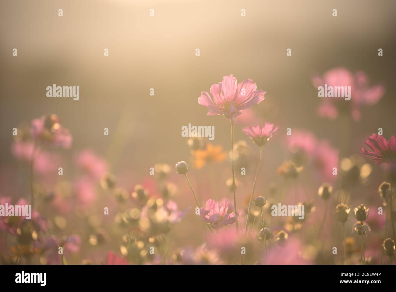 Beautiful cosmos flower sunrise hi-res stock photography and images - Alamy