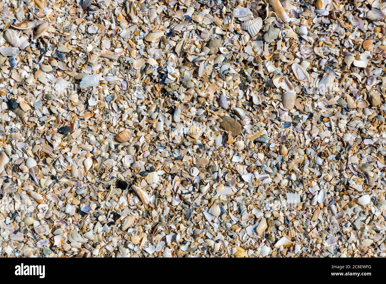 Broken seashells hi-res stock photography and images - Alamy