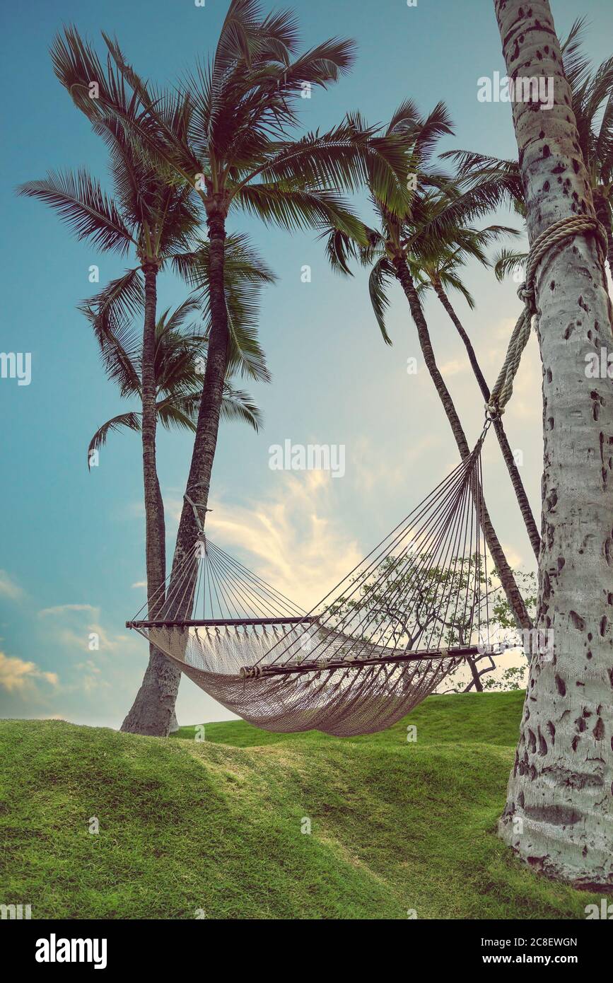 Palm frond hanging hi-res stock photography and images - Alamy