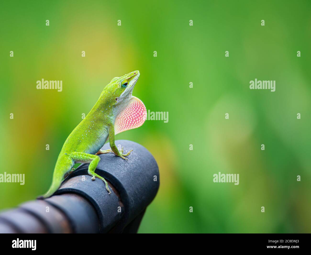 Green Anole lizard (Anolis carolinensis) showing off his bright pink ...