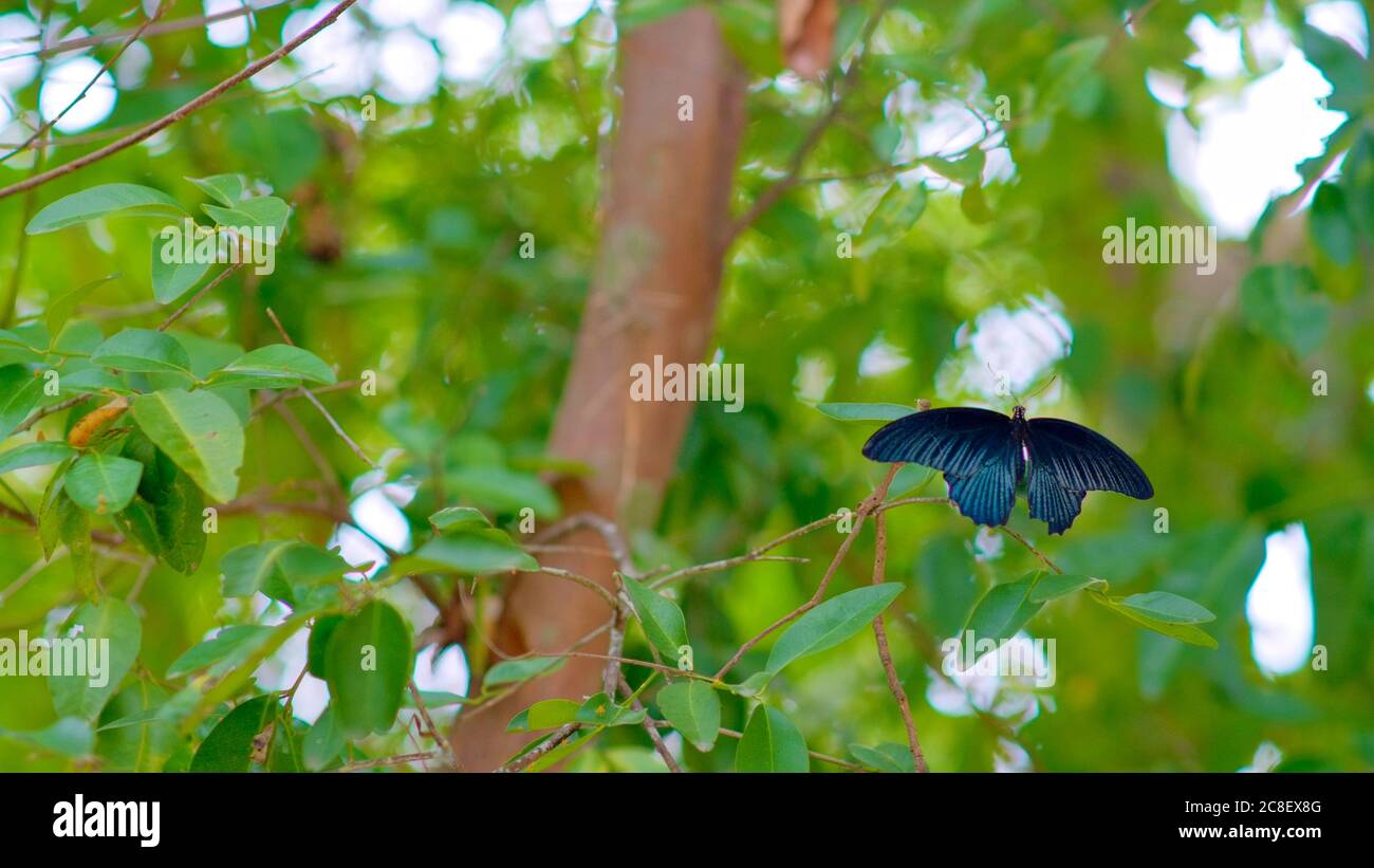 Blue butterfly on a tree Stock Photo - Alamy