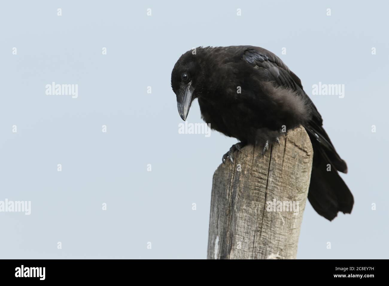Fledgling crow hi-res stock photography and images - Alamy