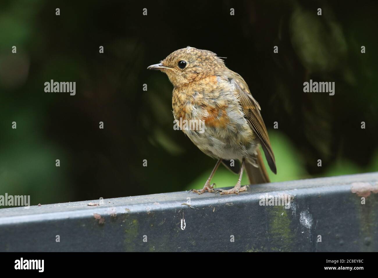 A cute fledgling Robin, Erithacus rubecula, standing on a metal fence ...