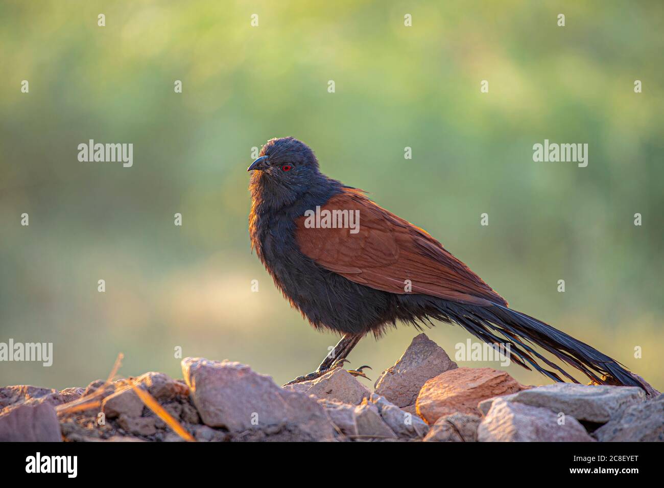 tropical birds in wildlife reserves of Pakistan Stock Photo - Alamy