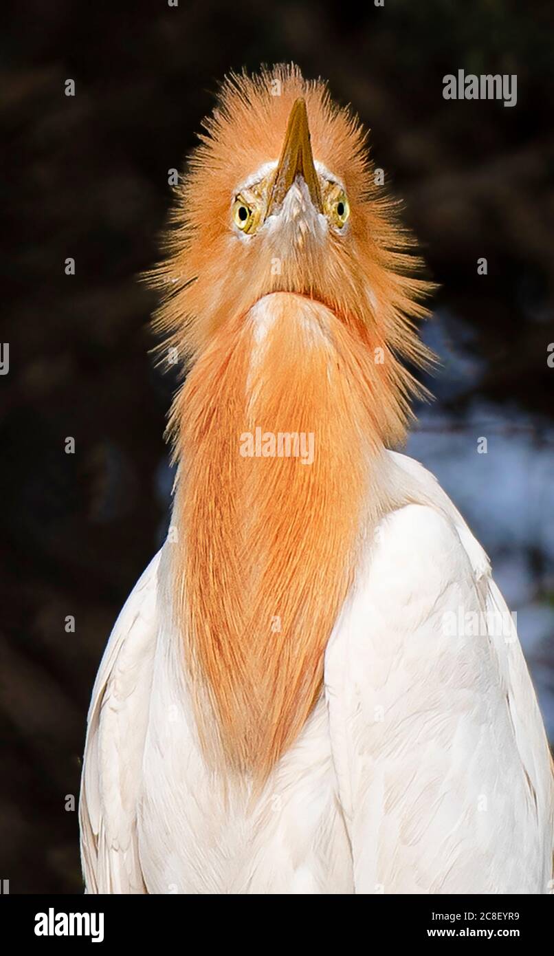 tropical birds in wildlife reserves of Pakistan Stock Photo - Alamy