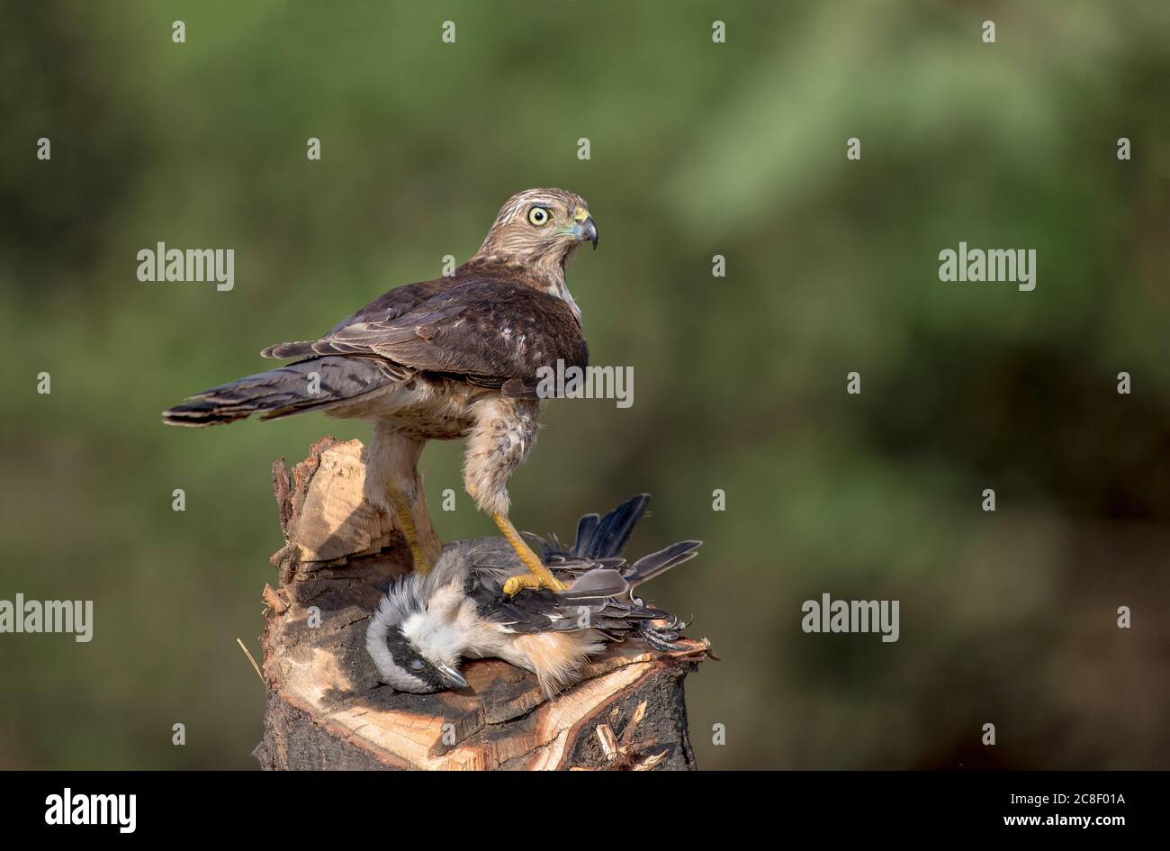 kites and falcons are tropical birds of prey in Pakistan Stock Photo ...