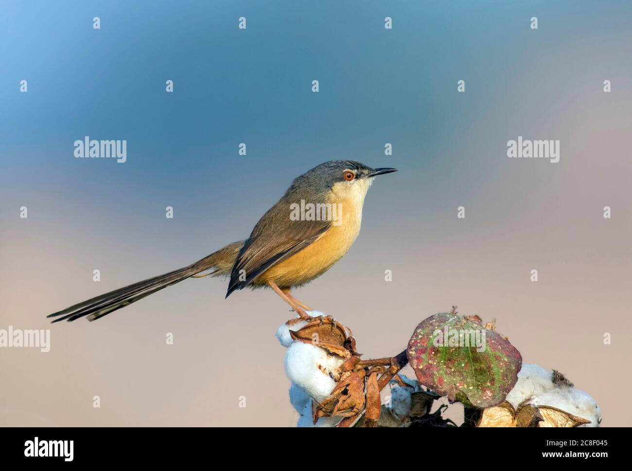 tropical birds in wildlife reserves of Pakistan Stock Photo - Alamy