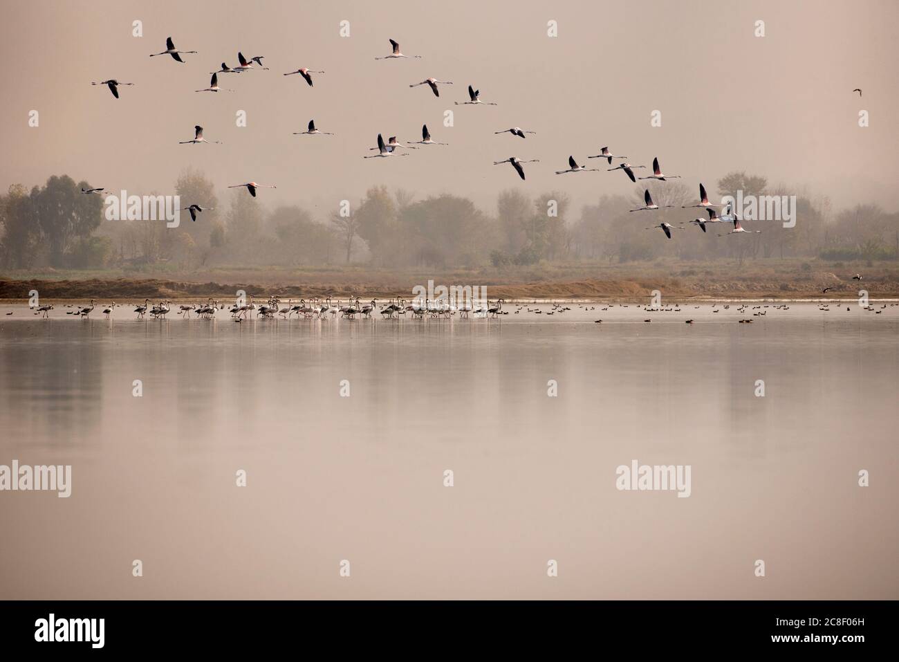 flocks of birds in flight Stock Photo - Alamy