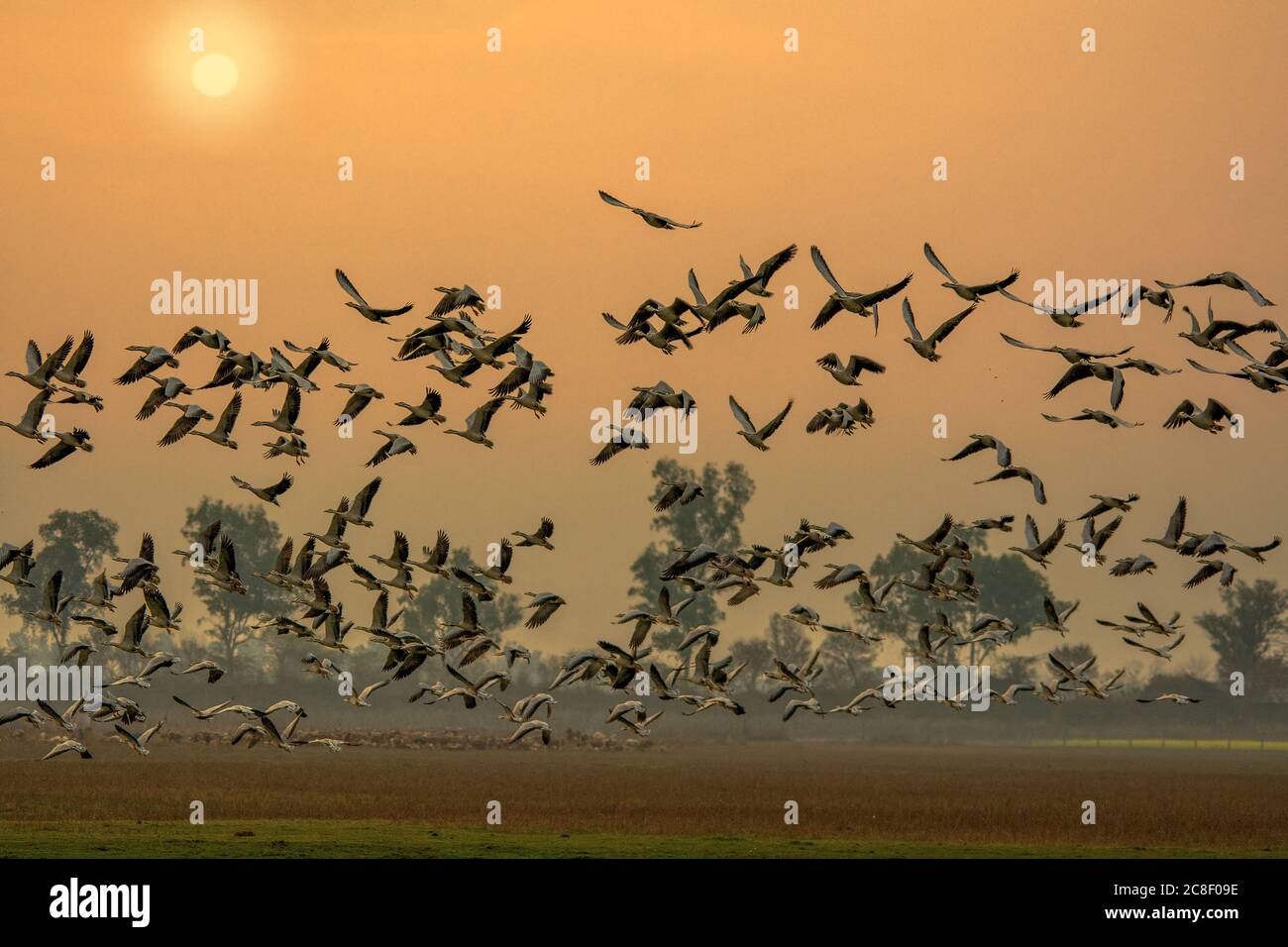 flocks of birds in flight Stock Photo - Alamy