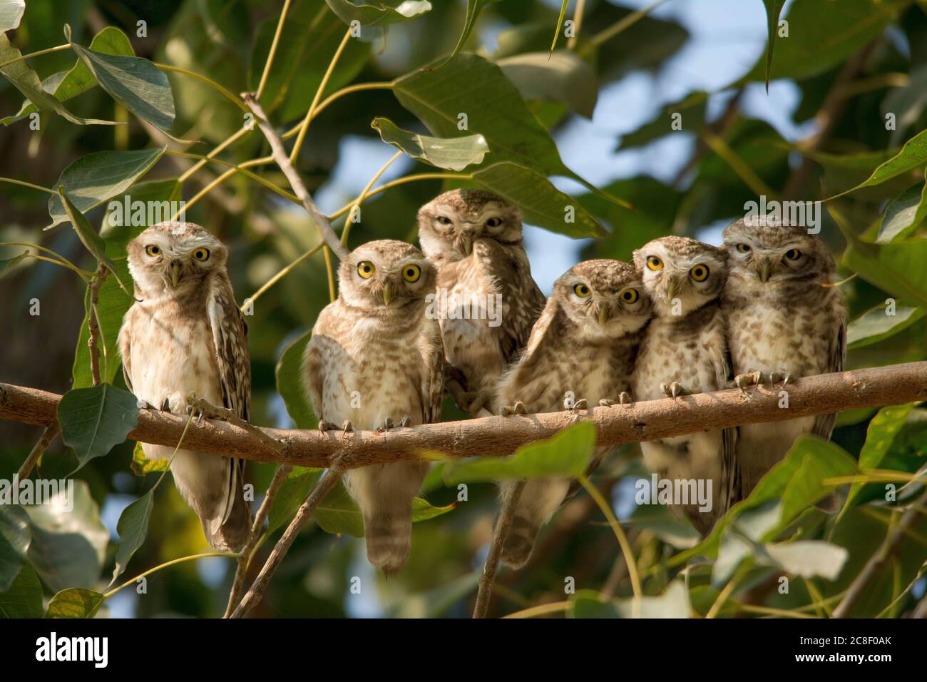 little owlet family sitting in flock in wildlife areas of Pakistan ...