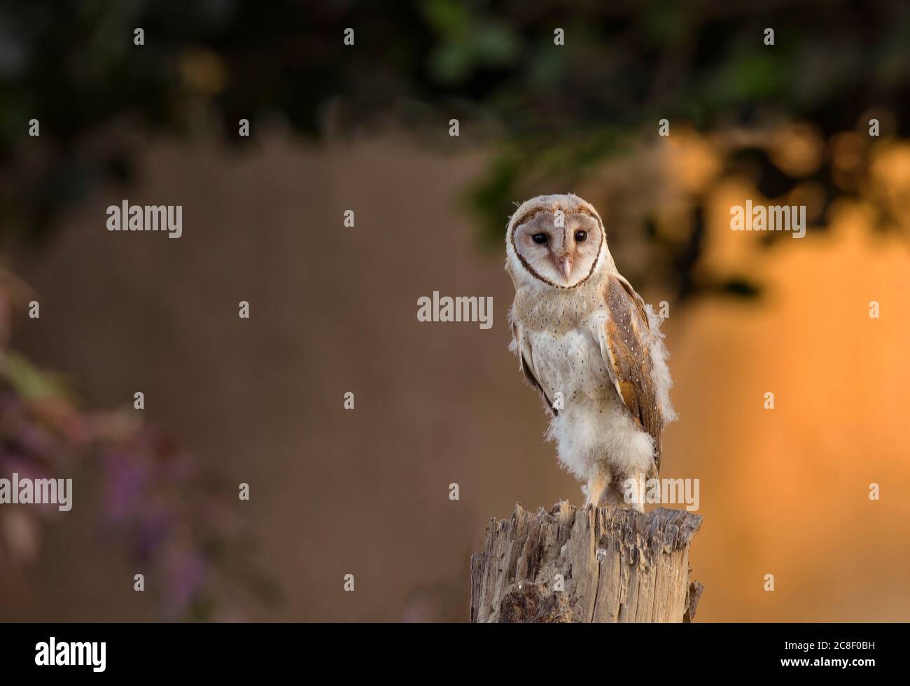 Barn owl Tyto alba ,The barn owl is the most widely distributed species ...