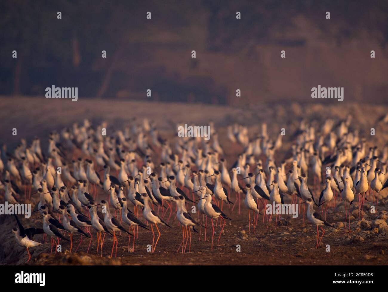 flocks of birds in flight Stock Photo - Alamy