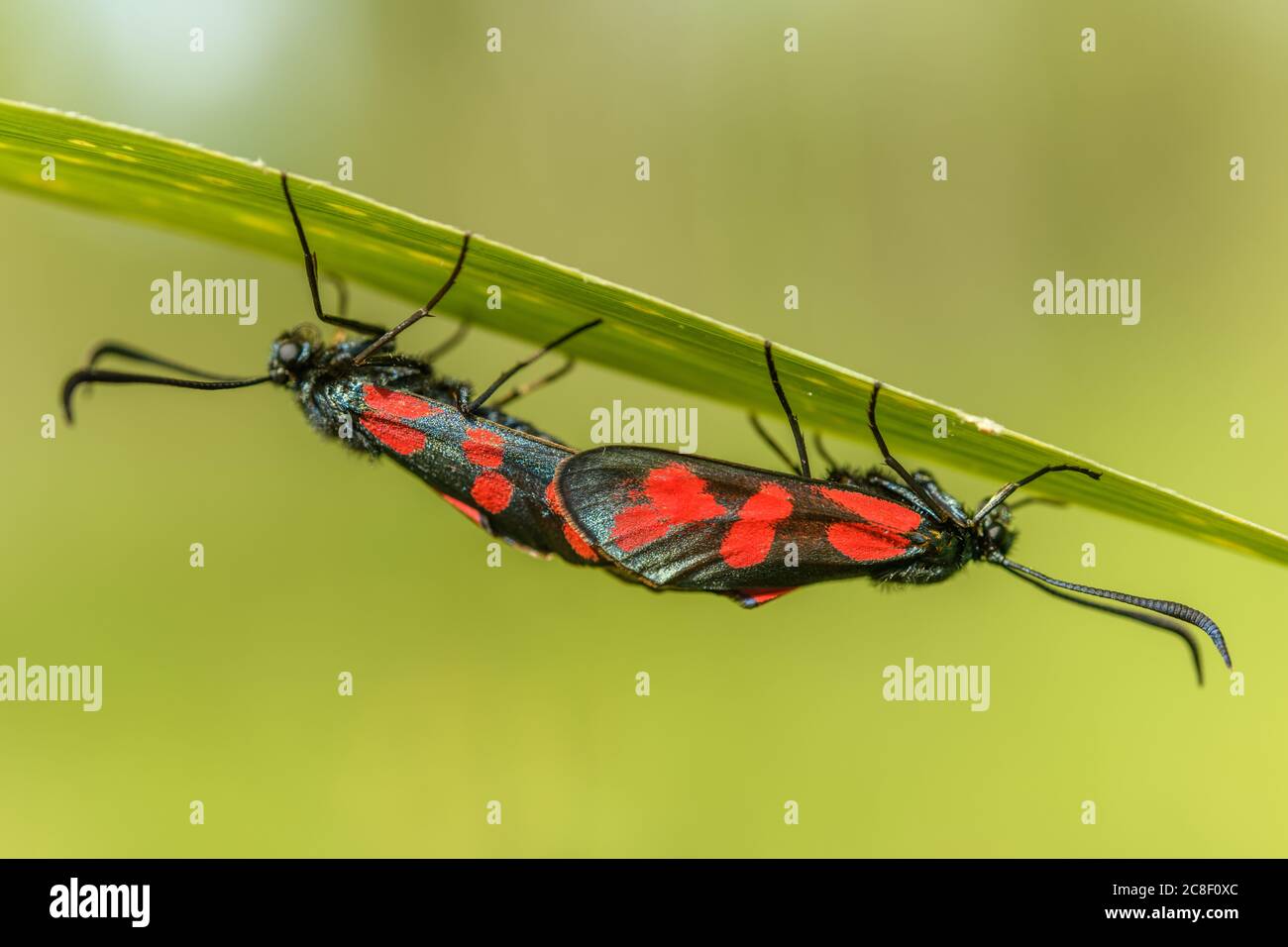 Narrow wing moth hi-res stock photography and images - Alamy