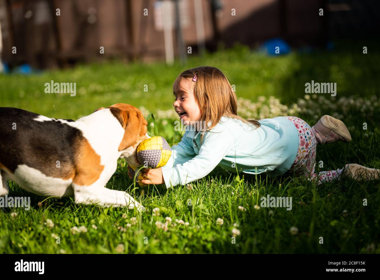 Young 2-3 years old caucasian baby girl playing with beagle dog in ...