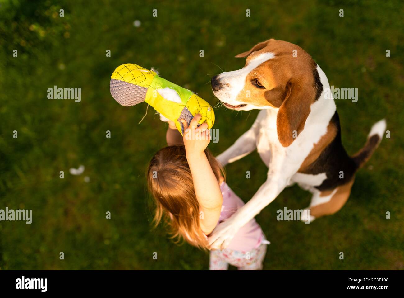 Young 2-3 years old caucasian baby girl playing with beagle dog in ...