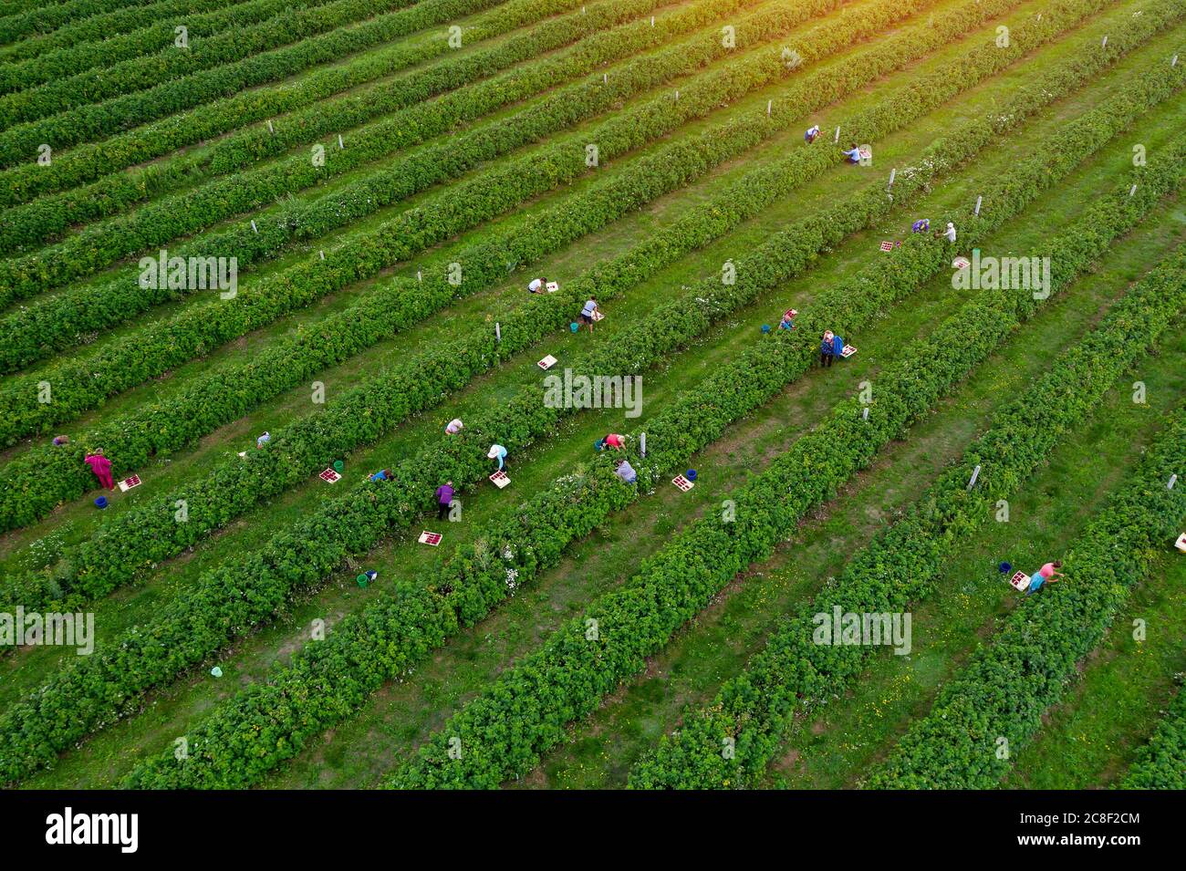 agricultural harvesting raspberry top view from drone Stock Photo - Alamy