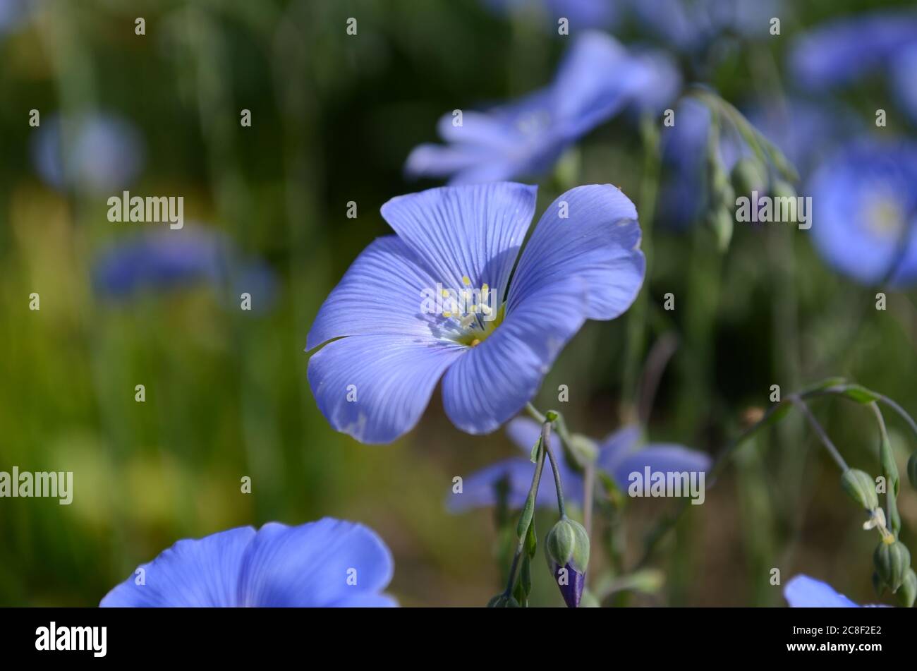 Wild flax hi-res stock photography and images - Alamy