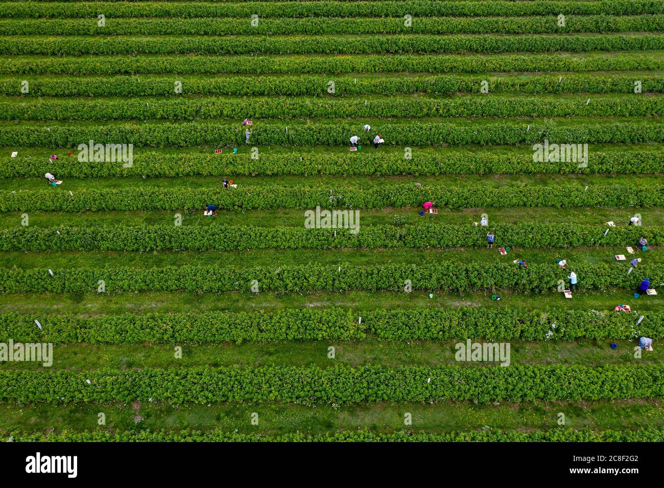 agricultural harvesting raspberry top view from drone Stock Photo - Alamy
