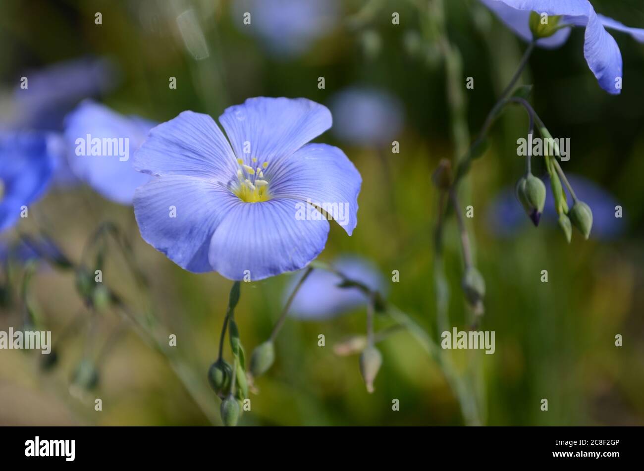 Wildflower wild blue flax hi-res stock photography and images - Alamy