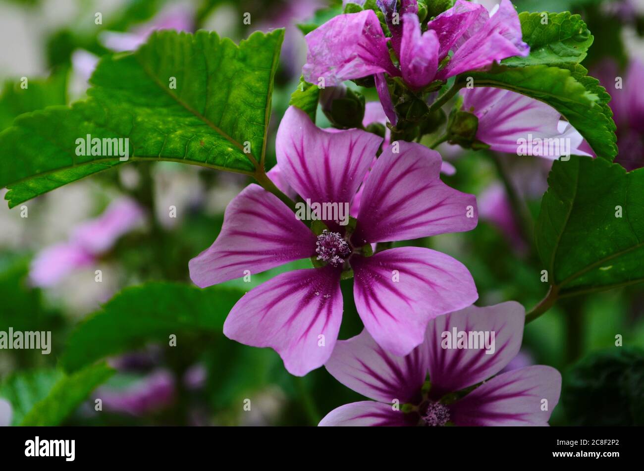 Malva sylvestris zebrina hi-res stock photography and images - Alamy
