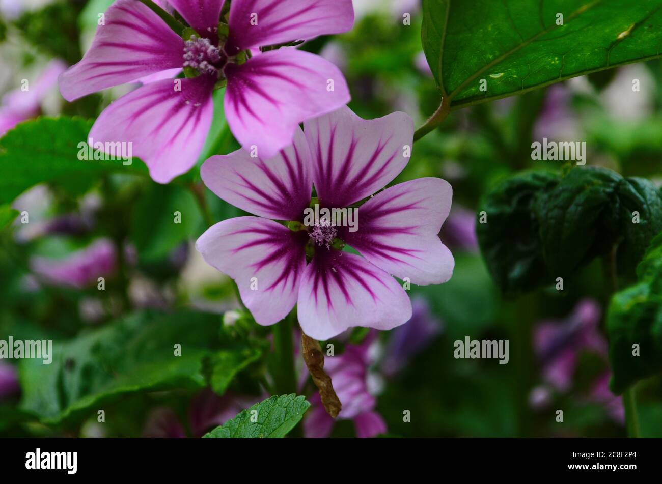 Zebra Hollyhock High Resolution Stock Photography and Images - Alamy