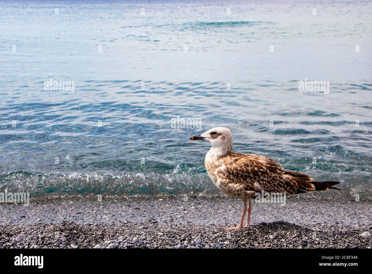 sea gull on the beach of Maratea in Basilicata, Italy Stock Photo - Alamy