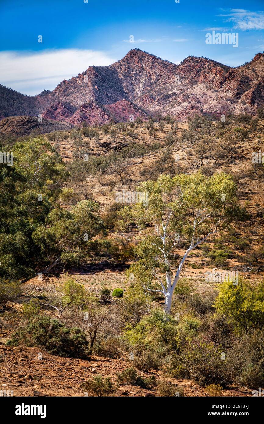 Spring in the Flinders Ranges National Park, Australia Stock Photo - Alamy