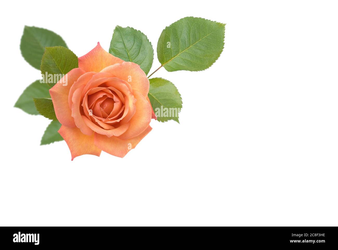 beautiful rose against white background Stock Photo - Alamy