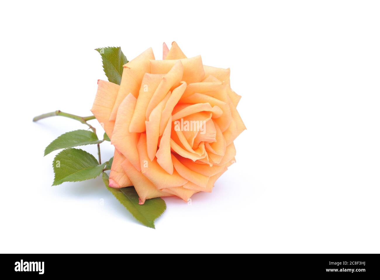 beautiful rose against white background Stock Photo - Alamy