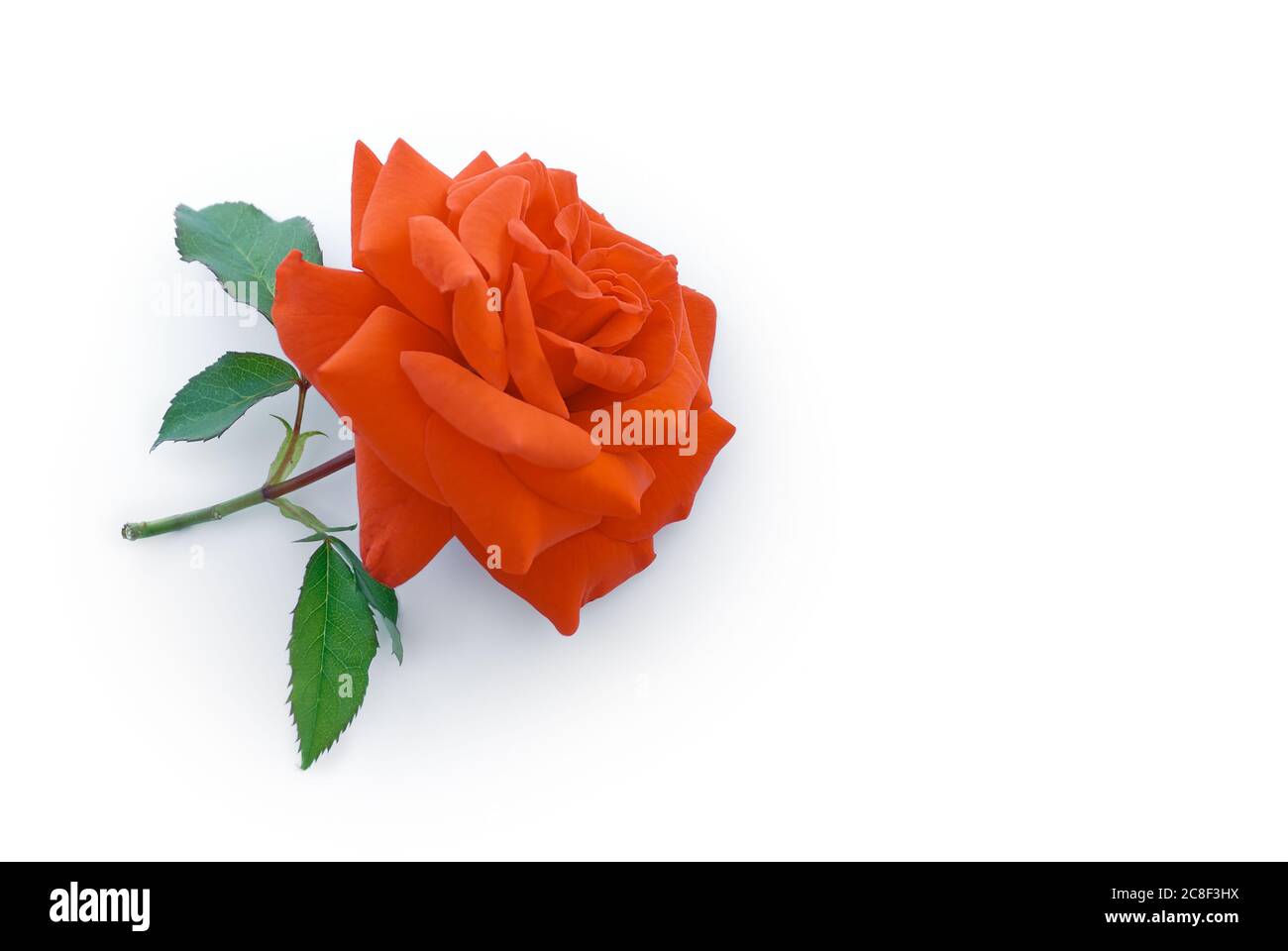 Beauty of roses Cut Out Stock Images & Pictures - Alamy