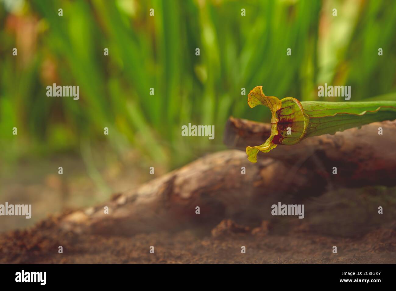 carnivorous buttercup plants at morning fog in the jungle Stock Photo ...
