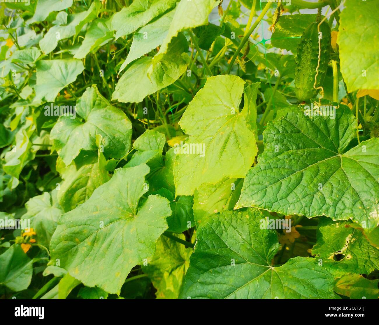 Cucumber growing in the garden. Vegetarian nature food. Agricultural ...