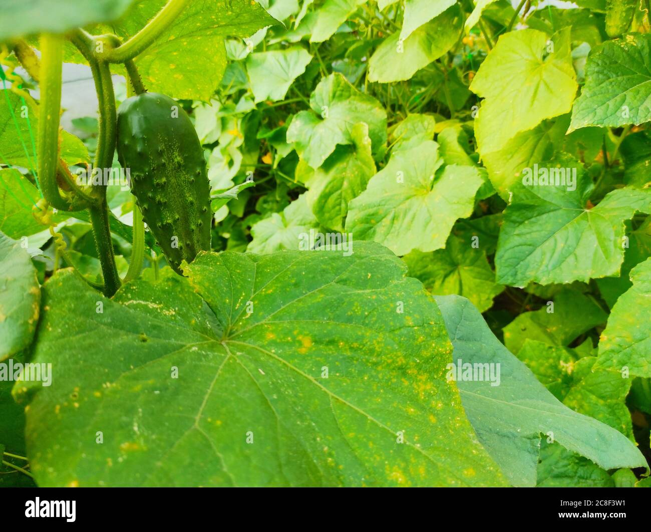 Cucumber plants grow in the garden. Vegetarian nature food ...