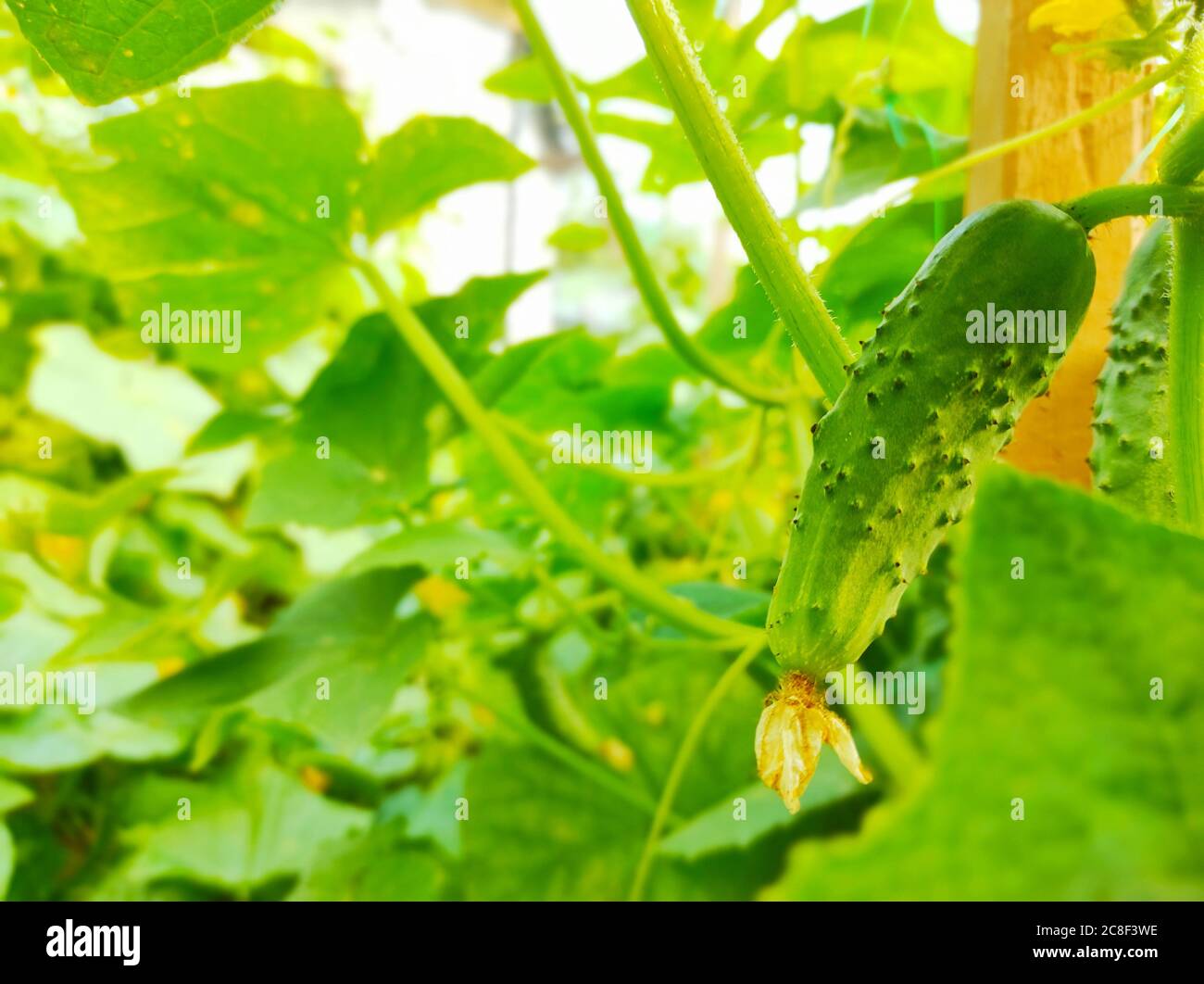 Cucumber plants growing in the garden. Vegetarian nature food ...