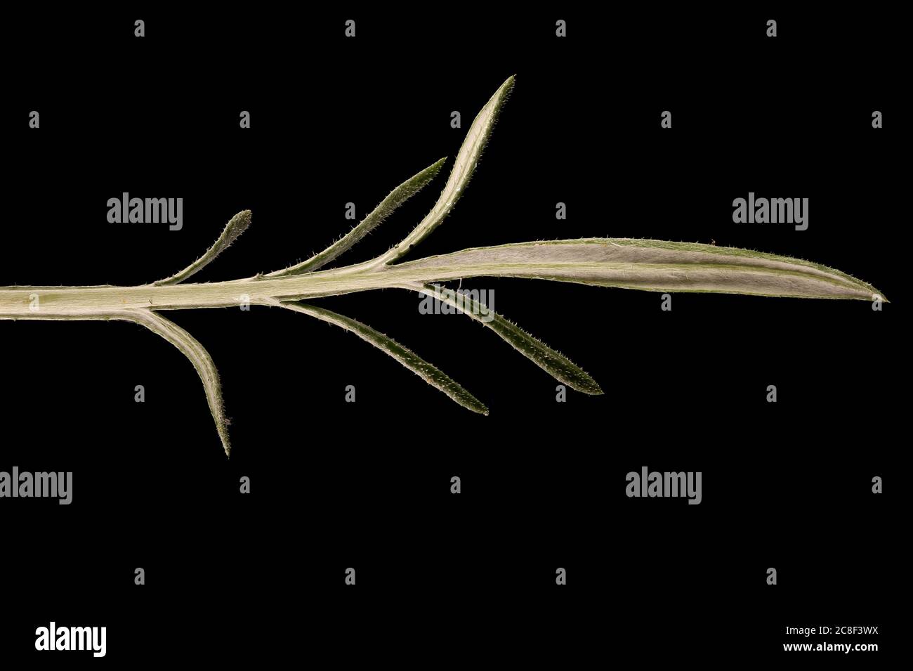 Treasure flower gazania rigens hi-res stock photography and images - Alamy