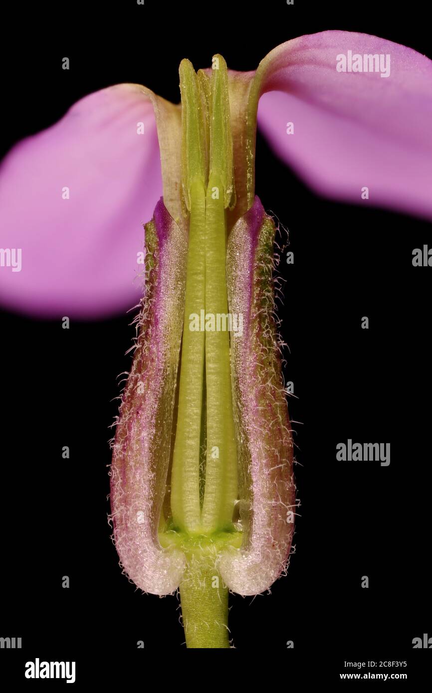 Flower cross section hi-res stock photography and images - Alamy