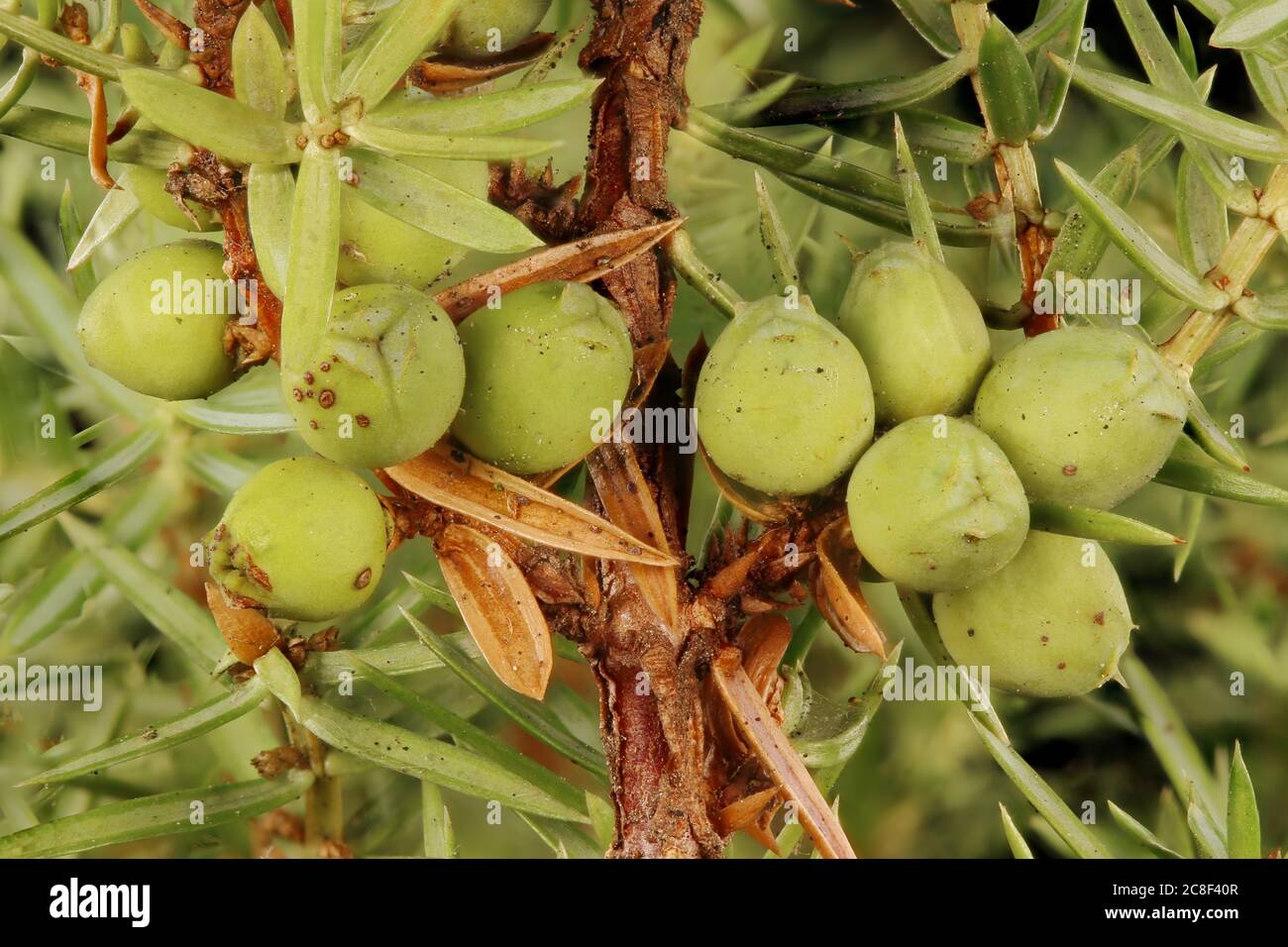 Common Juniper (Juniperus communis). Young Female Cones Closeup Stock ...