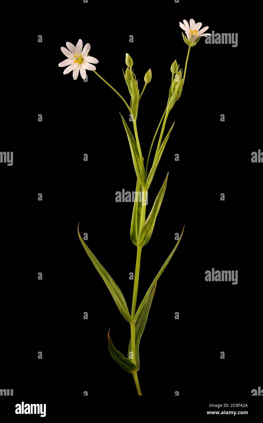 Stellaria holostea botanical illustration hi-res stock photography and ...