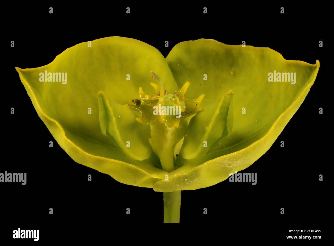 Cyathia hi-res stock photography and images - Alamy