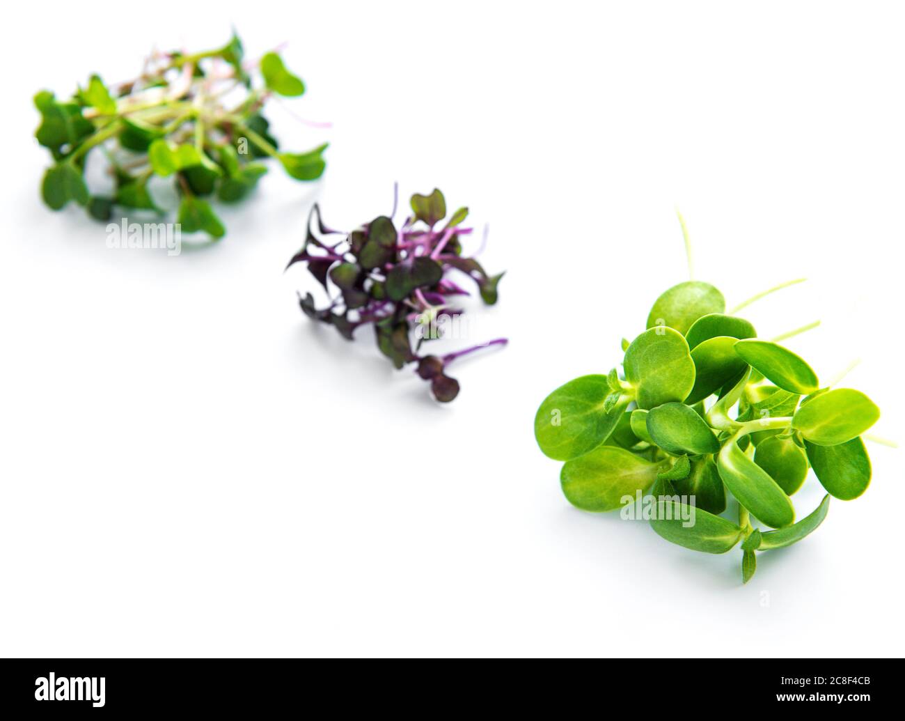 Set of fresh and healthy microgreens from different vegetables on white ...