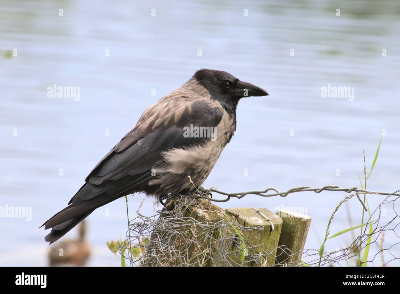 Greedy crow hi-res stock photography and images - Alamy