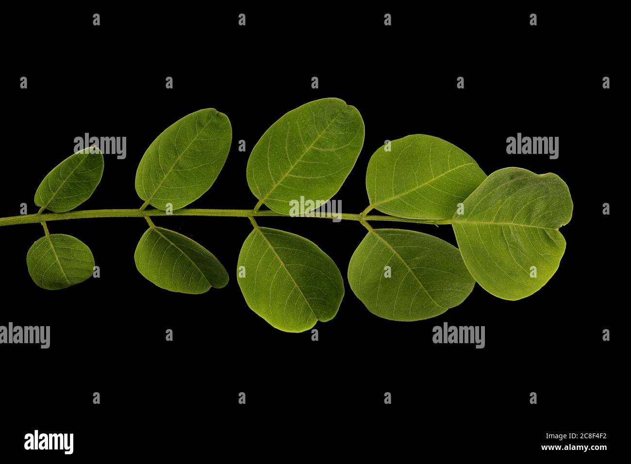 Robinia Pseudoacacia Leaf High Resolution Stock Photography and Images ...