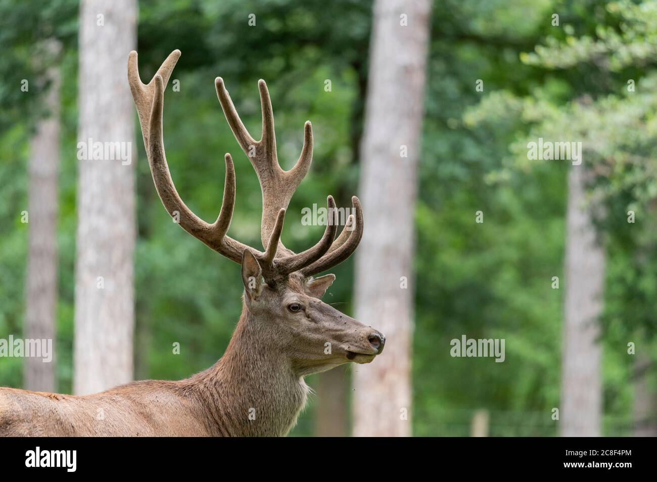 a red deer stag with his antlers in velvet early july Stock Photo - Alamy