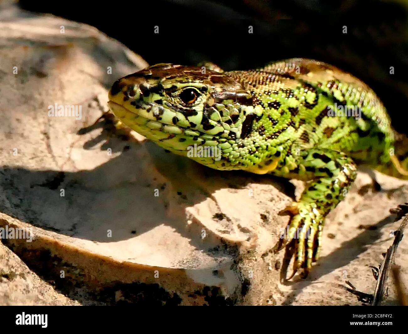 sand lizard during a sunbathing, male reptile Stock Photo - Alamy